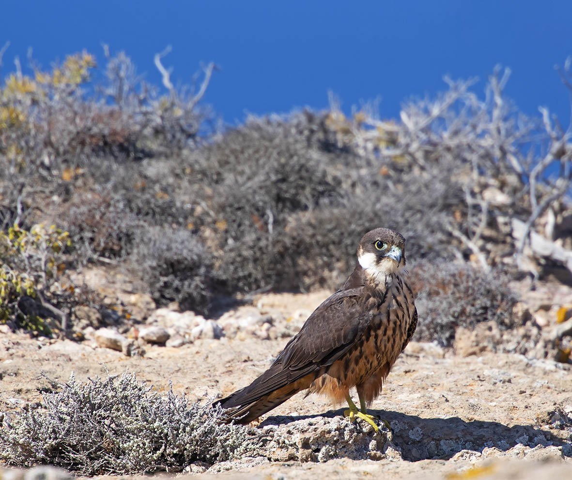 The Queen’s Falcon - 10,000 Birds