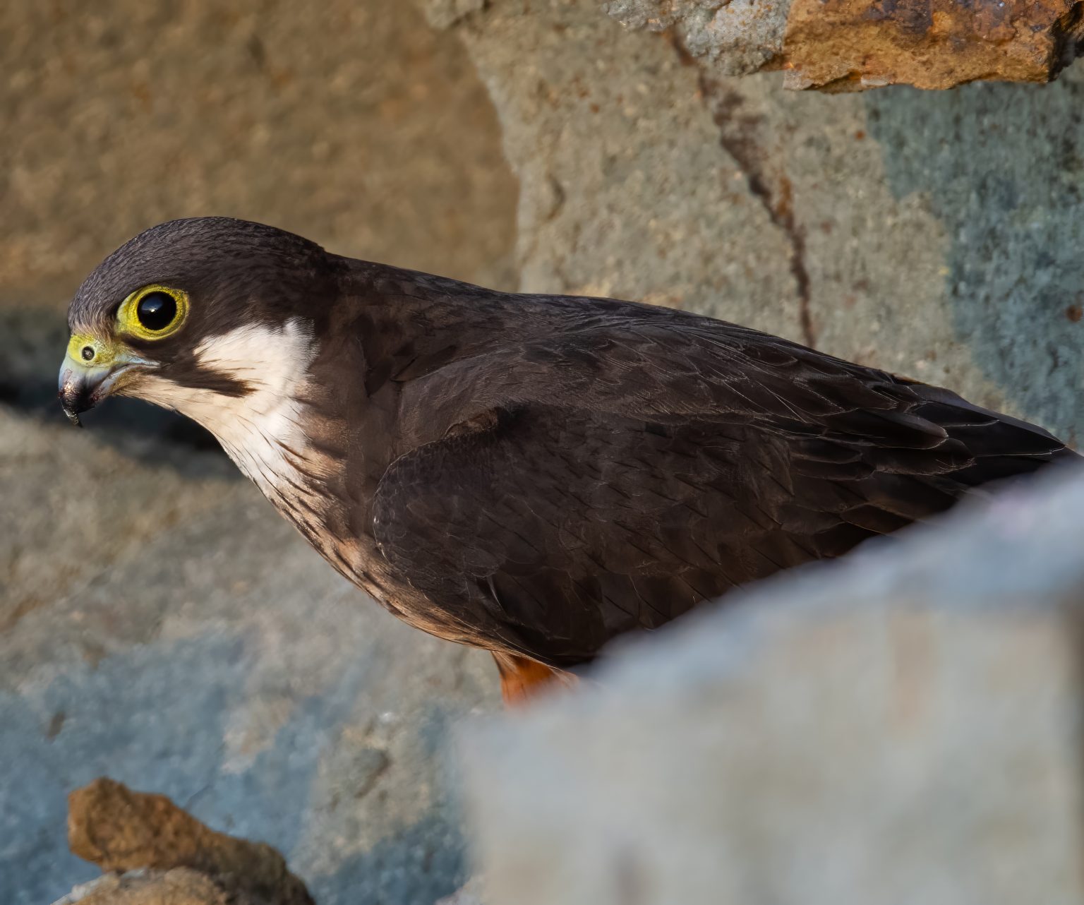 The Queen’s Falcon - 10,000 Birds