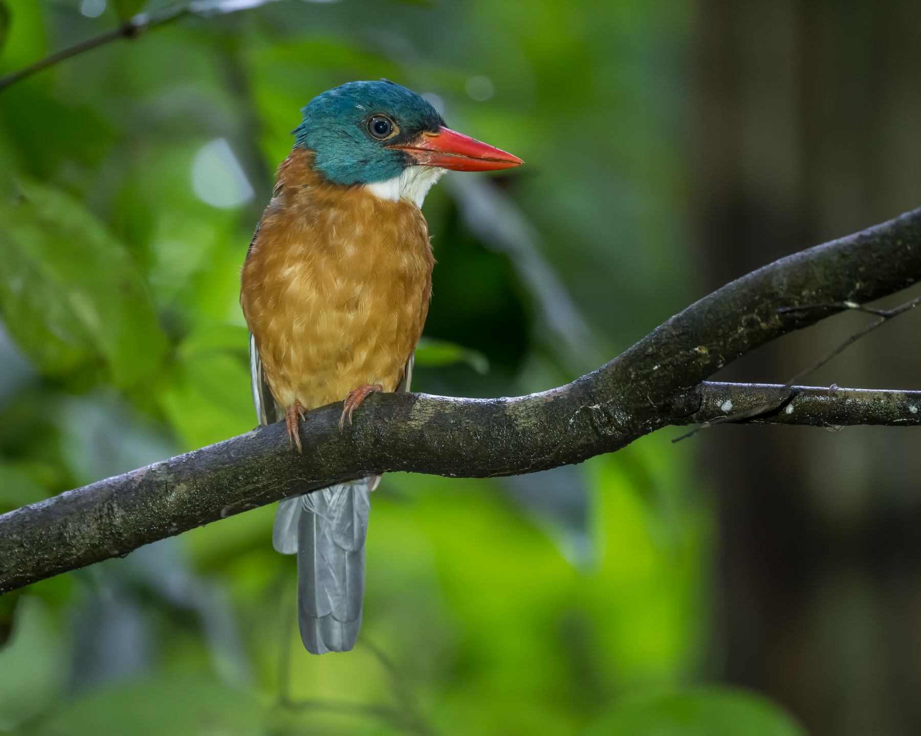 Kingfishers of Tangkoko, Sulawesi - 10,000 Birds