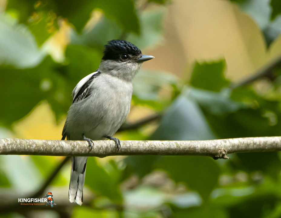 Bird Guides Of The World: Marilyn & Leonardo, Mexico - 10,000 Birds