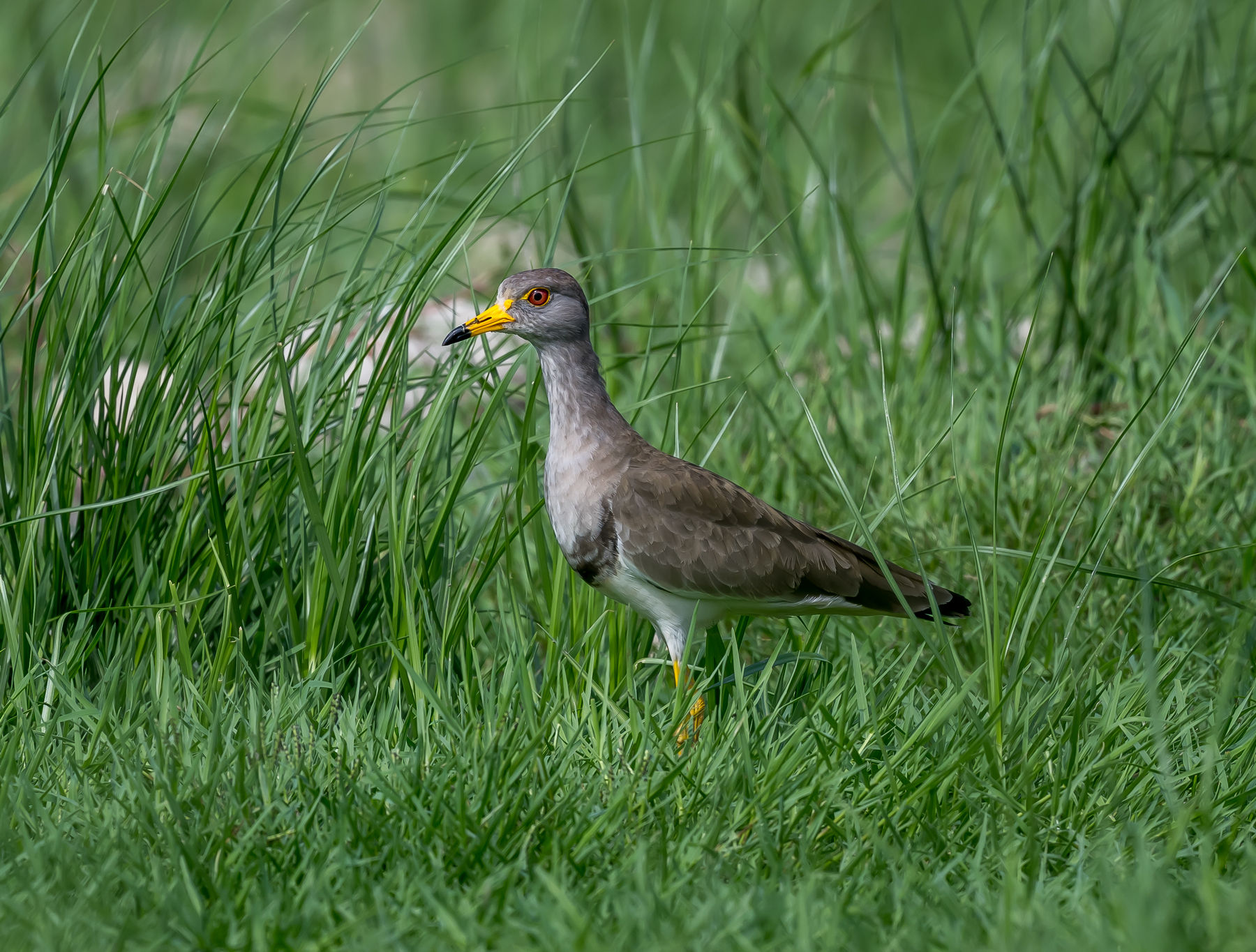 Birding Shanghai in August 2024 - 10,000 Birds
