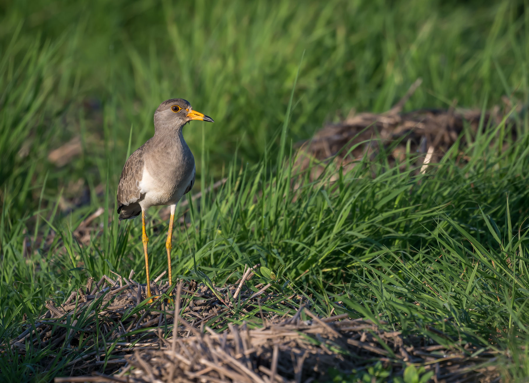 Birding Shanghai in August 2024 - 10,000 Birds