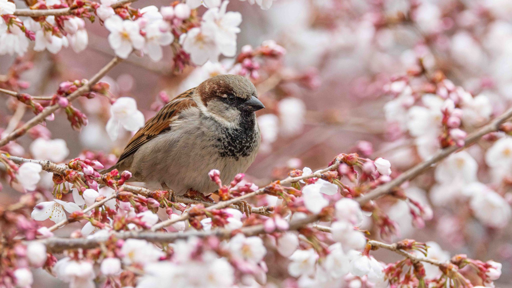 Bird Watching and Photography in Central Park, New York. - 10,000 Birds