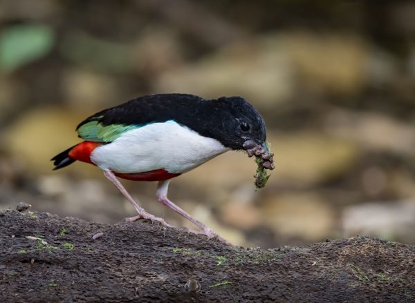The Pittas of Halmahera - 10,000 Birds