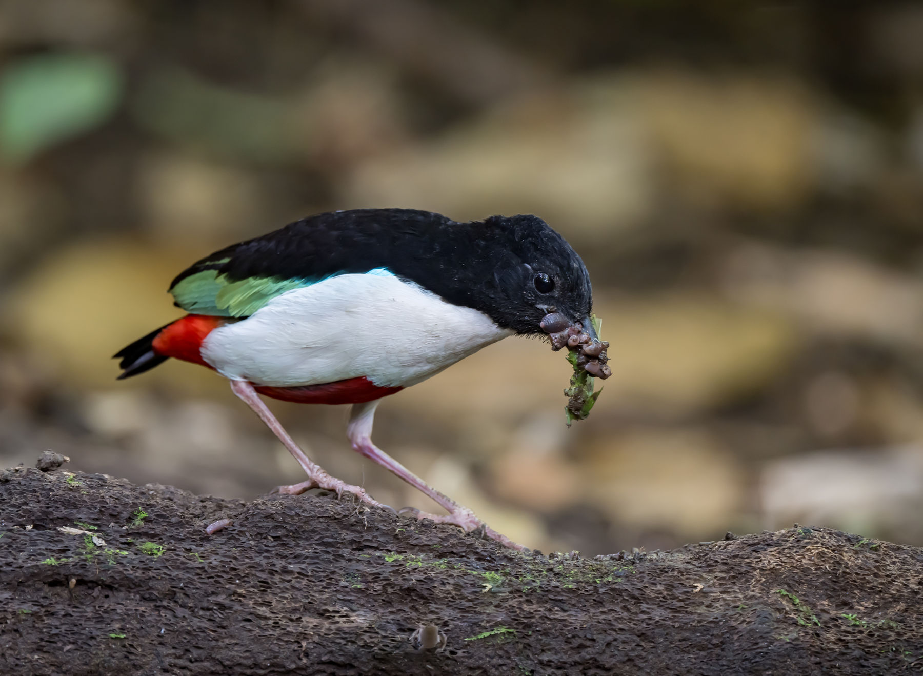 The Pittas of Halmahera - 10,000 Birds