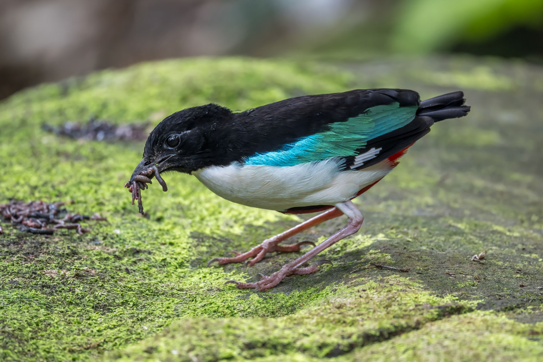 The Pittas Of Halmahera - 10,000 Birds