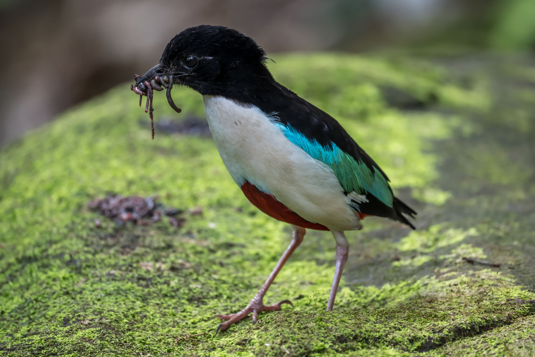 The Pittas of Halmahera - 10,000 Birds