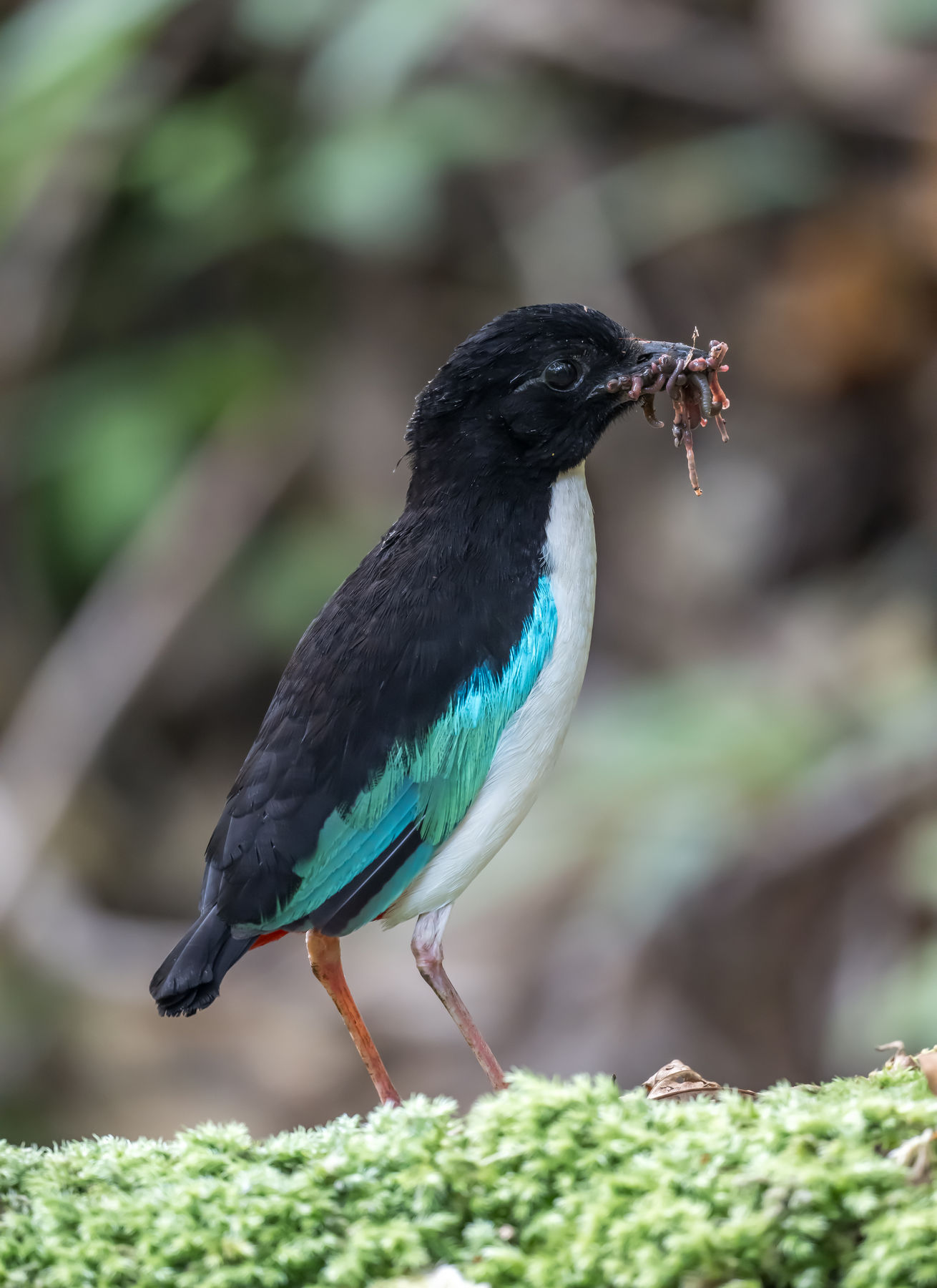 The Pittas of Halmahera - 10,000 Birds