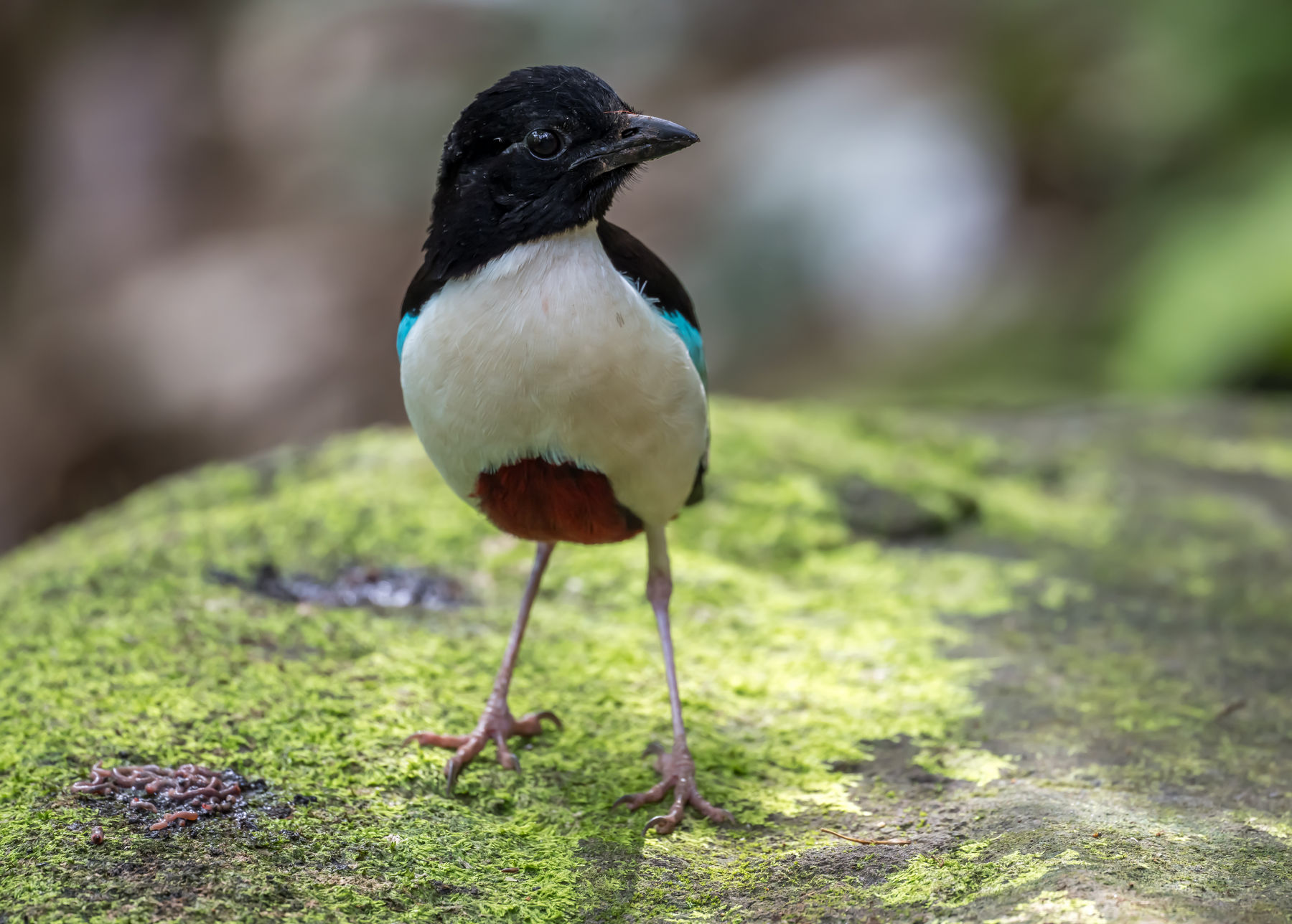 The Pittas Of Halmahera - 10,000 Birds