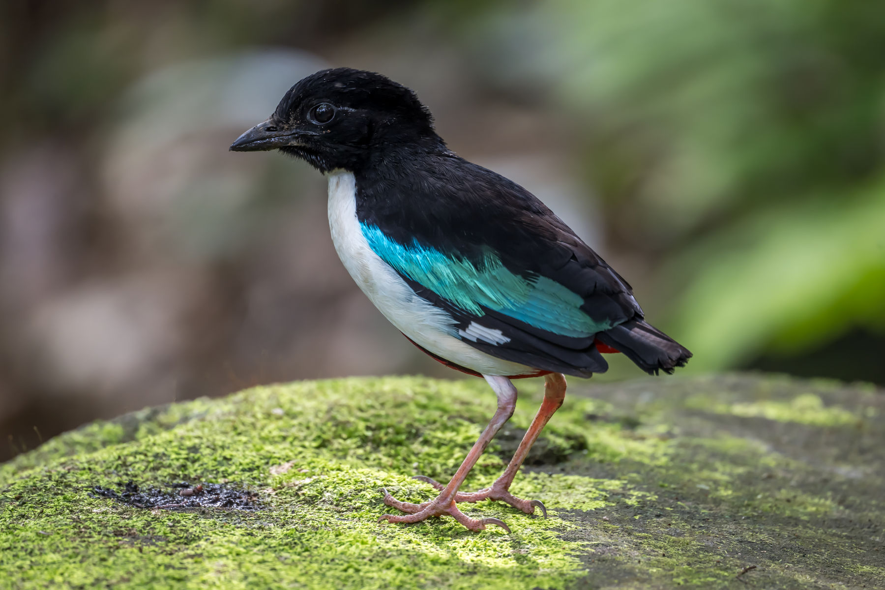 The Pittas Of Halmahera - 10,000 Birds