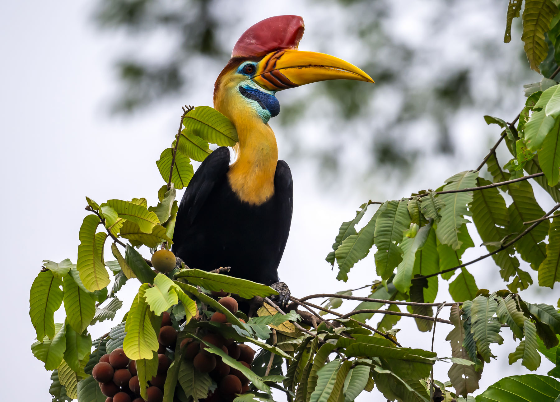The Hornbills of Sulawesi, Indonesia - 10,000 Birds