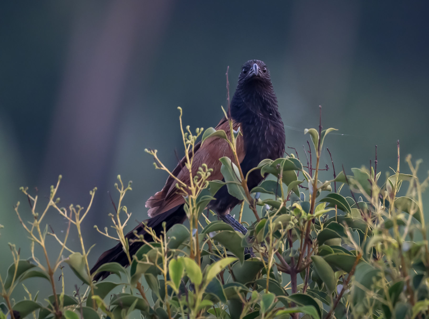 Birding Shanghai in August 2024 - 10,000 Birds