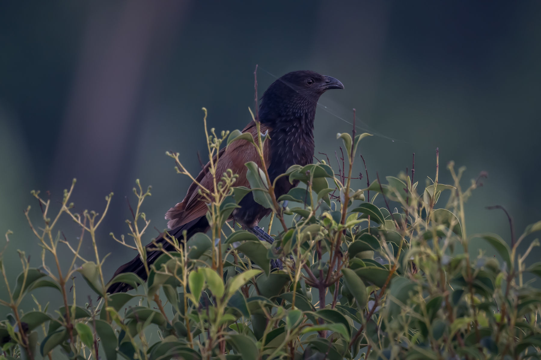 Birding Shanghai in August 2024 - 10,000 Birds