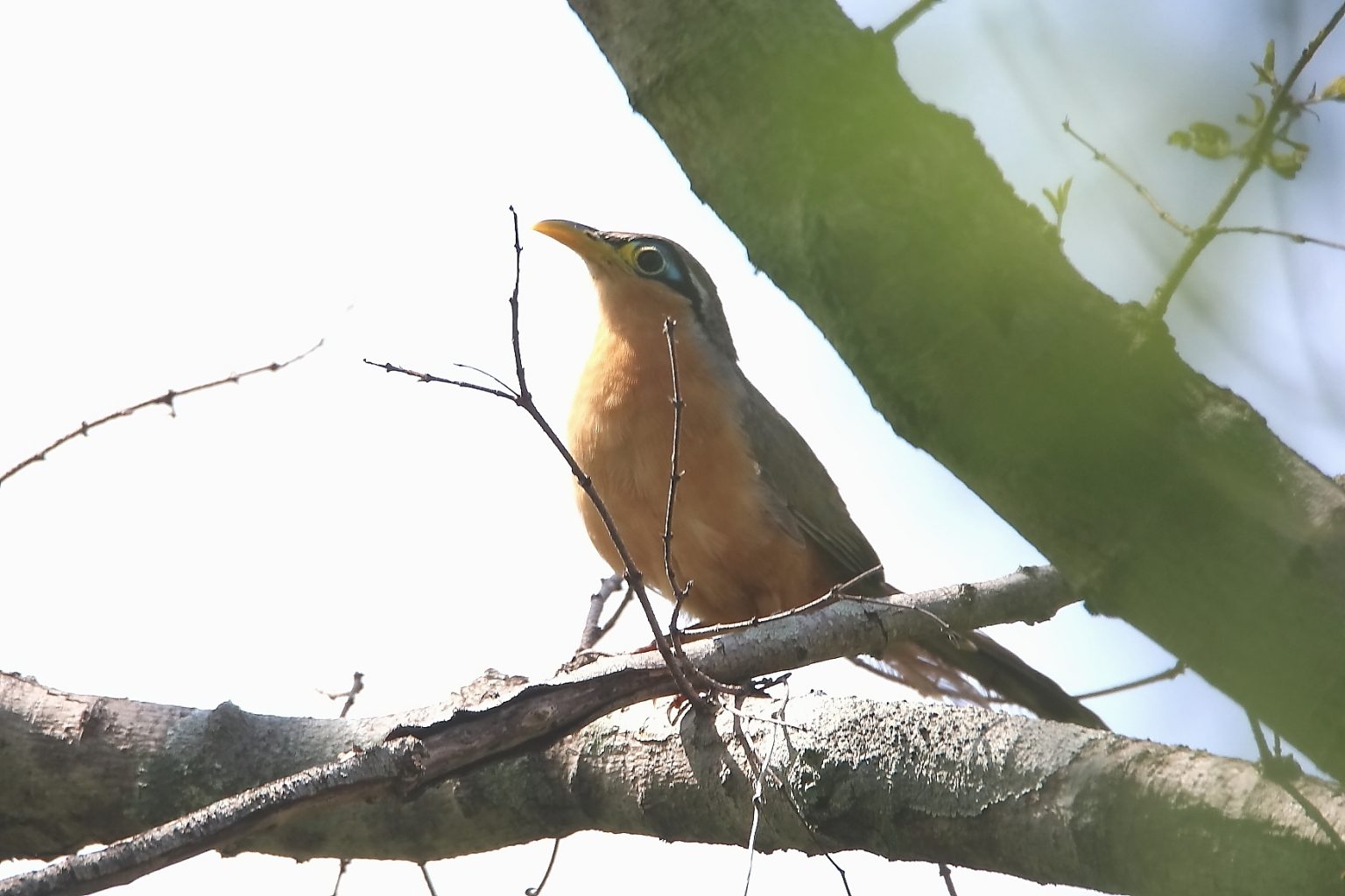 The Cleopatra Bird - 10,000 Birds