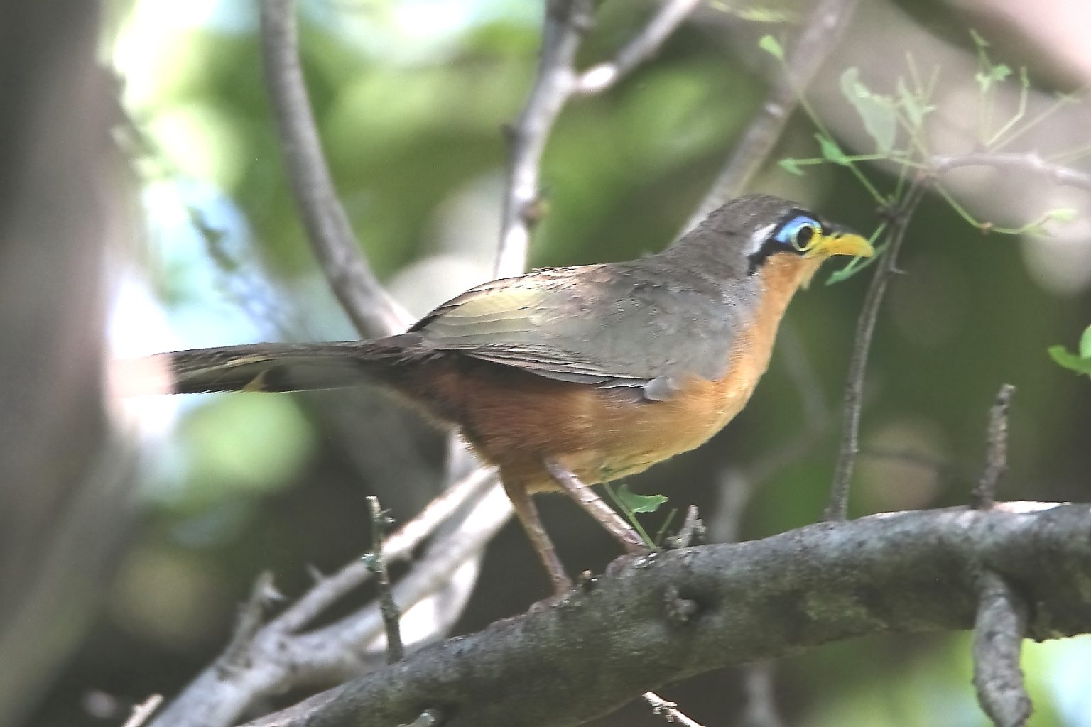 The Cleopatra Bird - 10,000 Birds