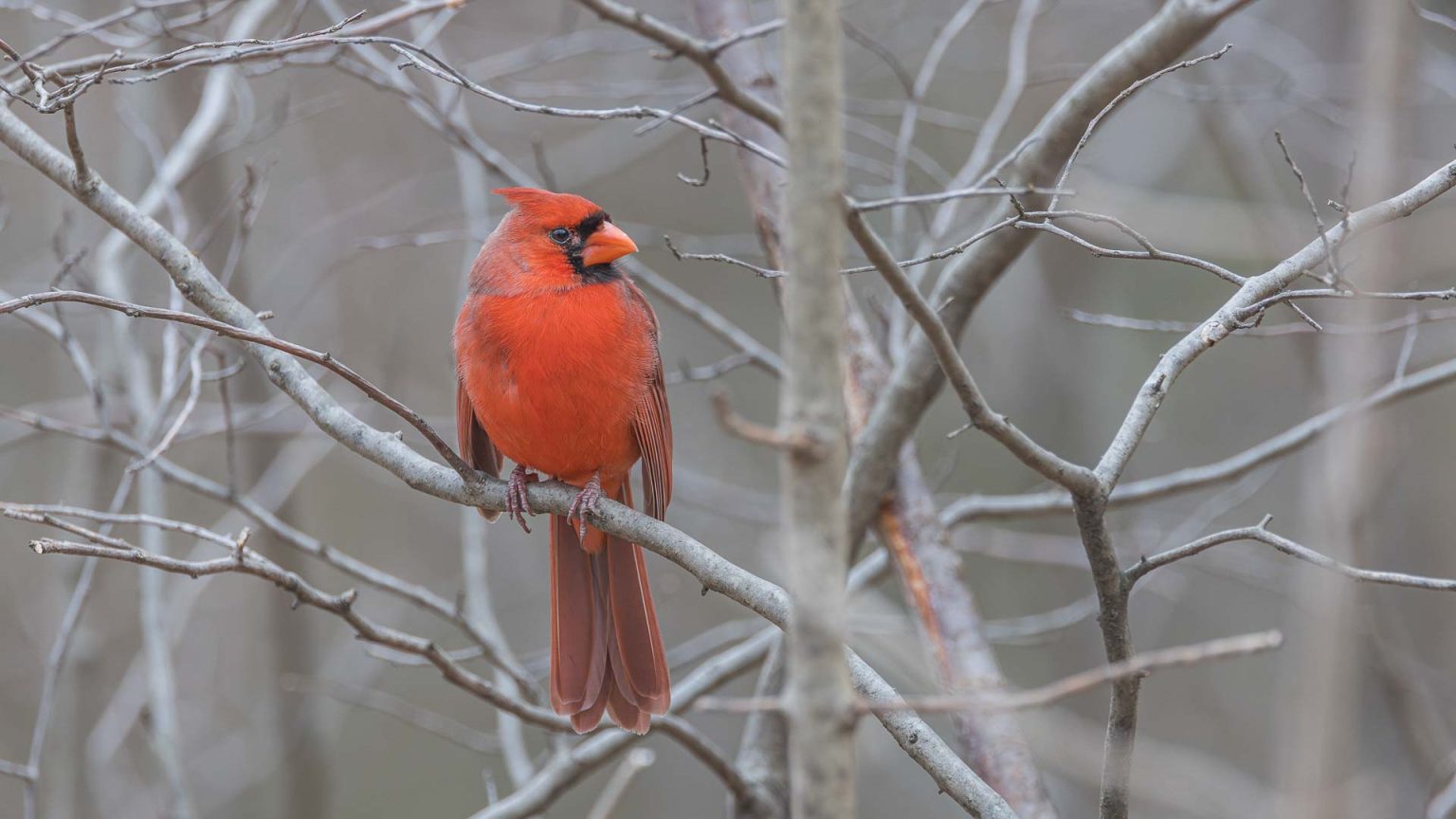 Bird Watching and Photography in Central Park, New York. - 10,000 Birds