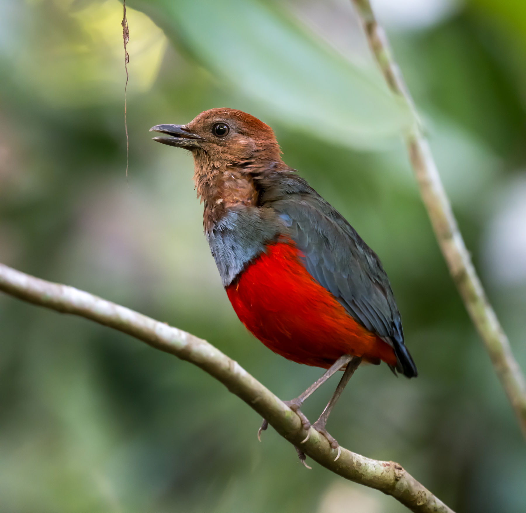 The Pittas of Halmahera - 10,000 Birds