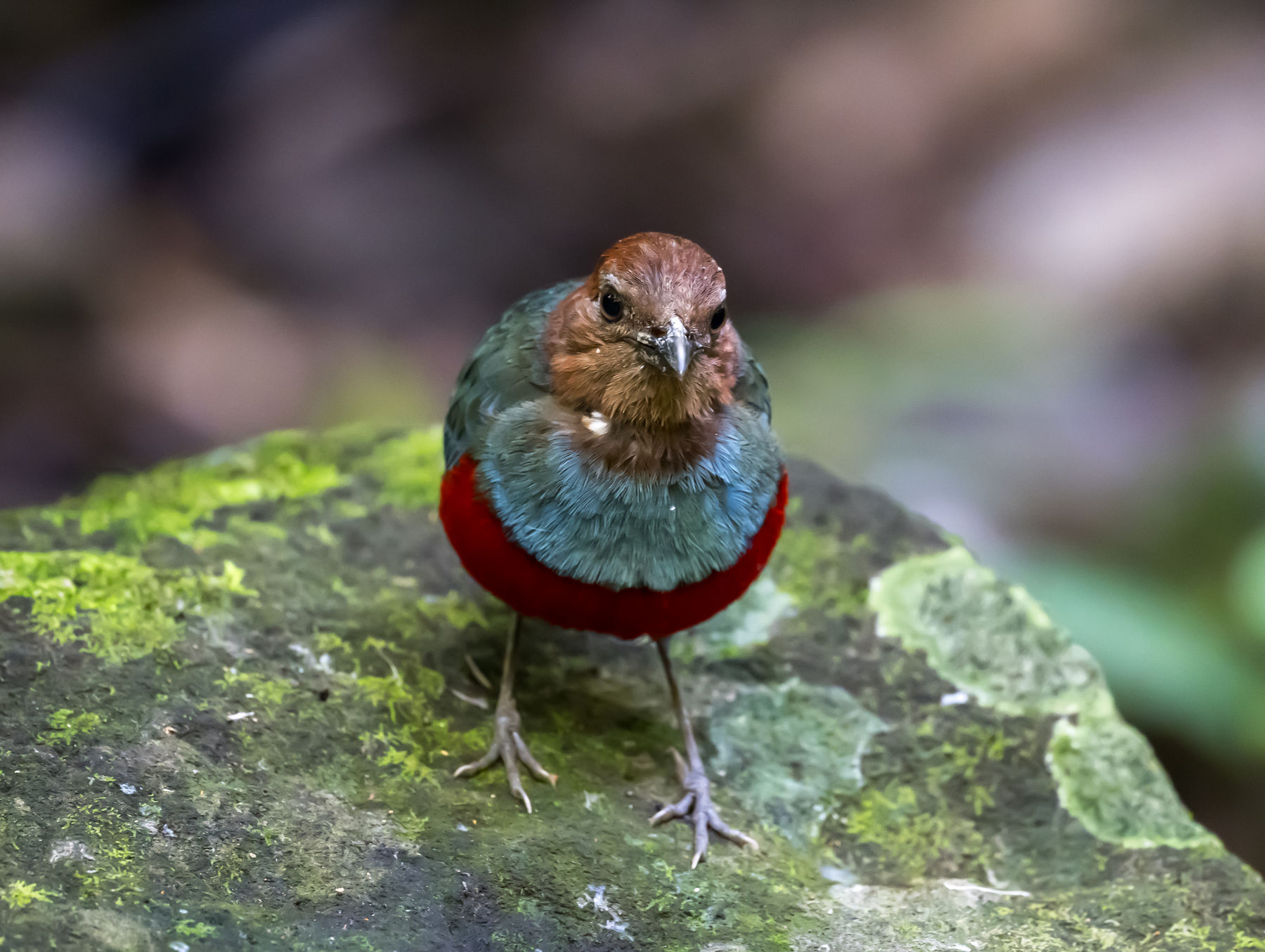The Pittas of Halmahera - 10,000 Birds