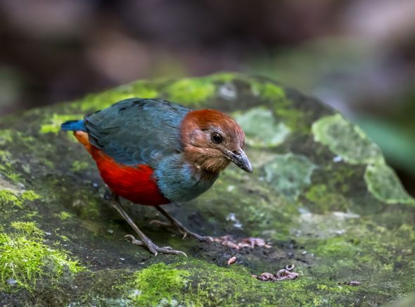 The Pittas of Halmahera - 10,000 Birds