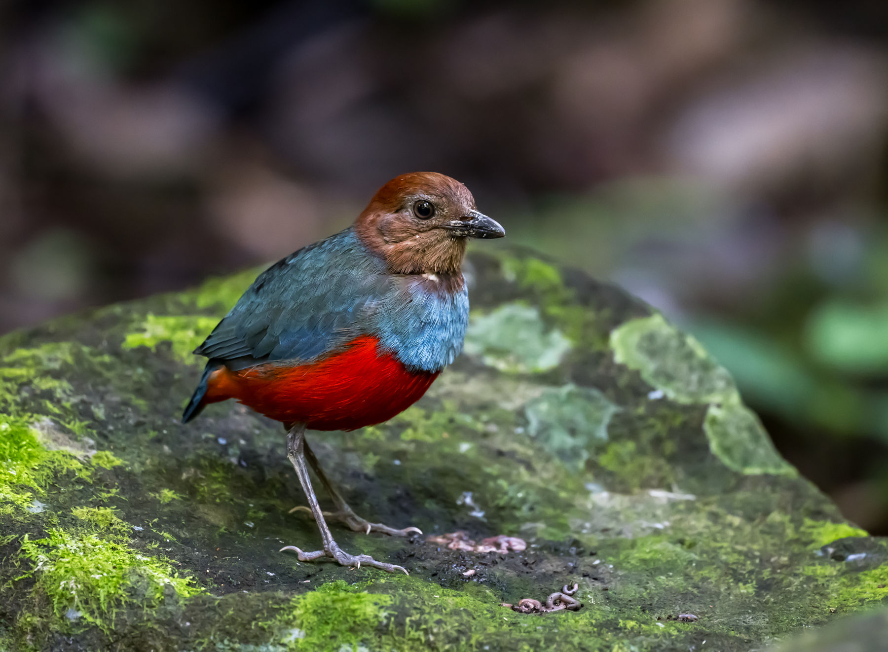 The Pittas of Halmahera - 10,000 Birds