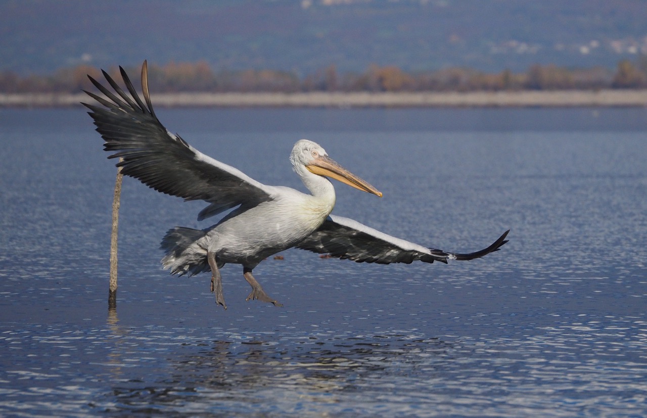 A Balkan Top Ten - 10,000 Birds