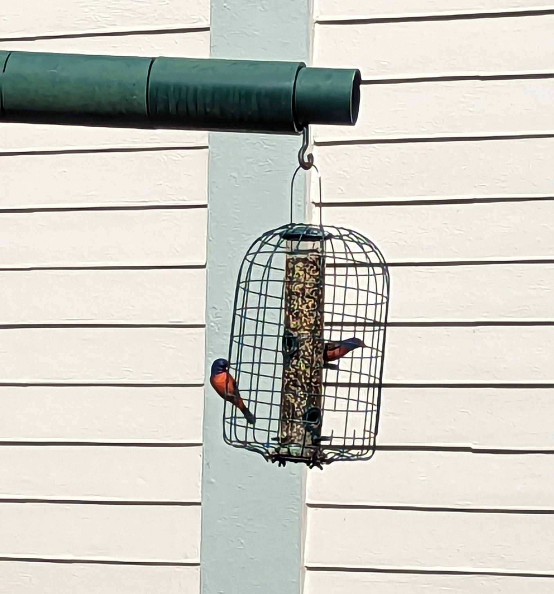 My 10 Favourite Southwest Florida Birds - 10,000 Birds