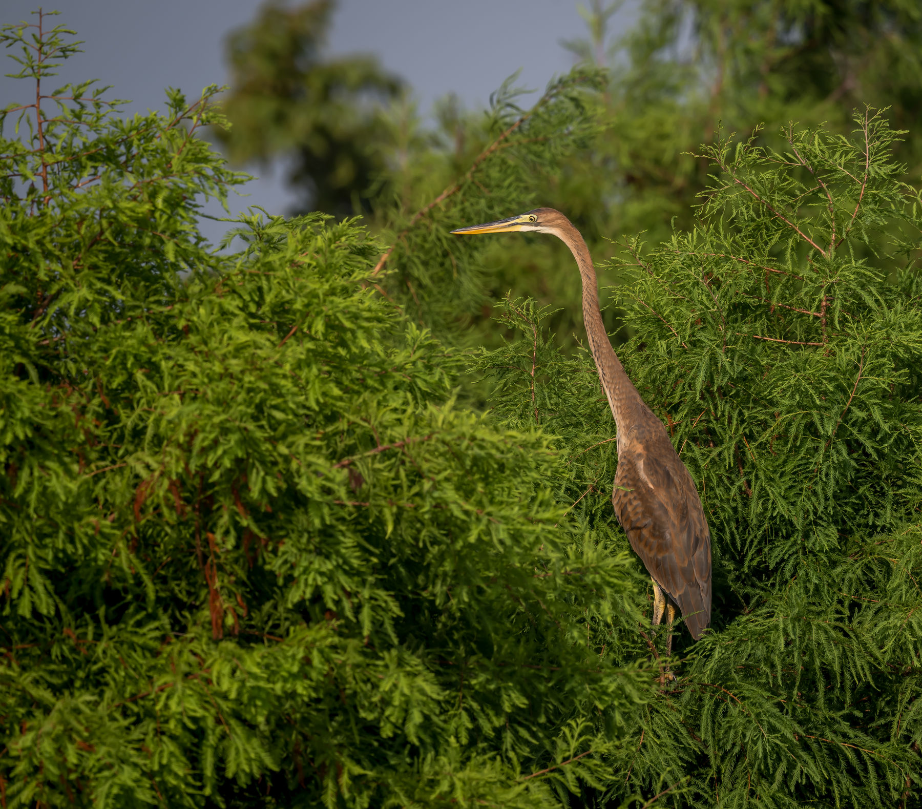 Birding Shanghai in August 2024 - 10,000 Birds