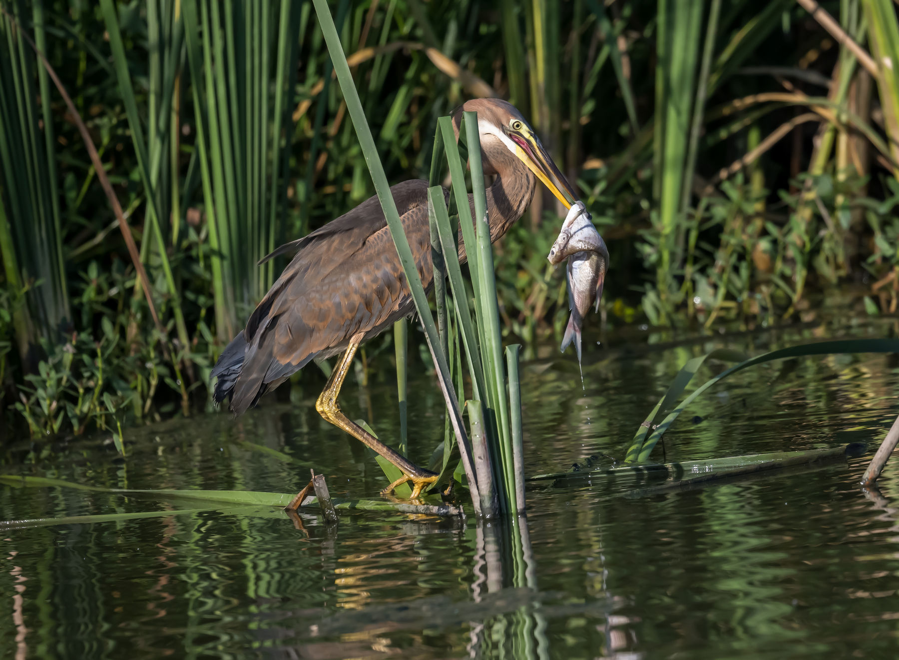 Birding Shanghai in August 2024 - 10,000 Birds