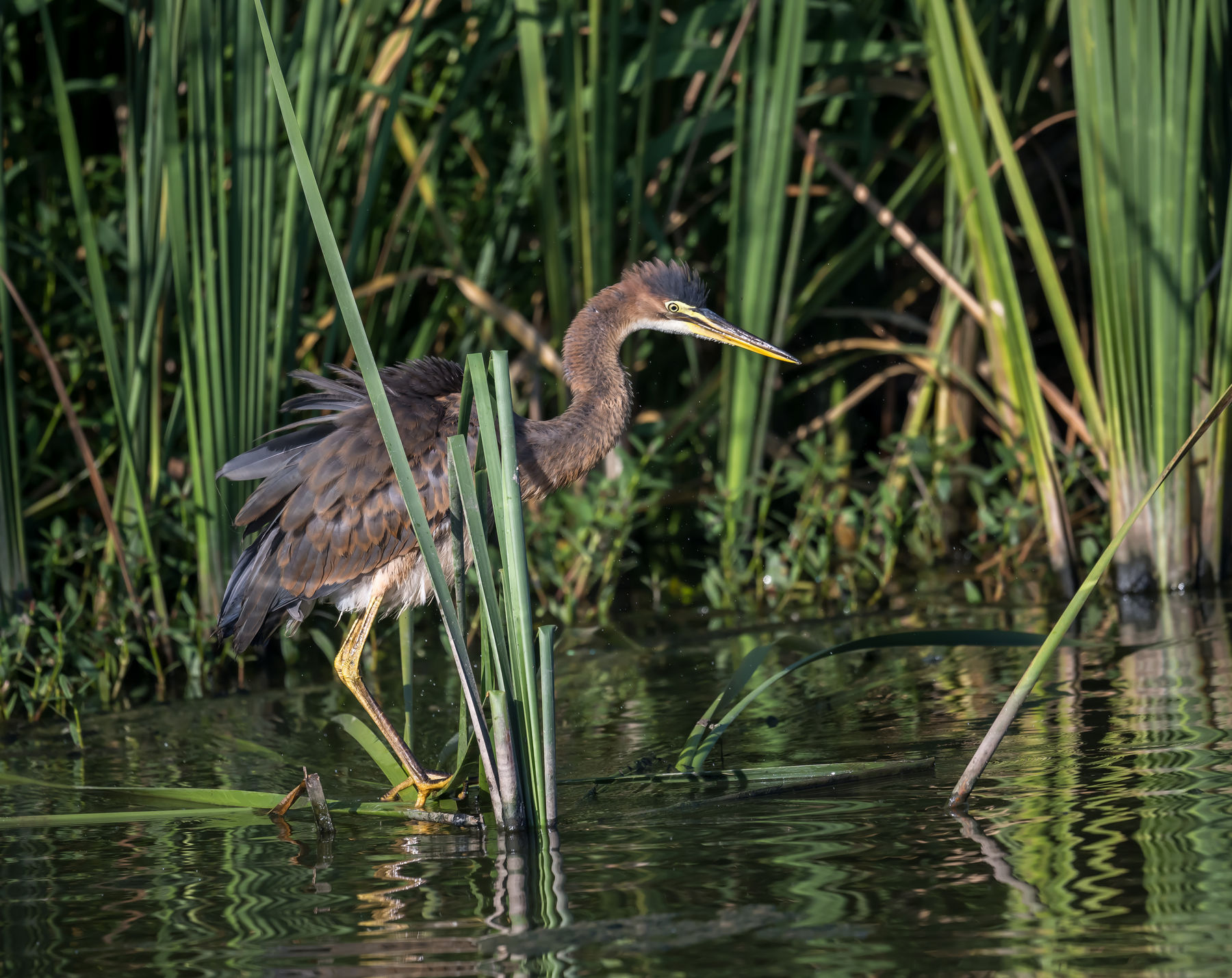 Birding Shanghai in August 2024 - 10,000 Birds