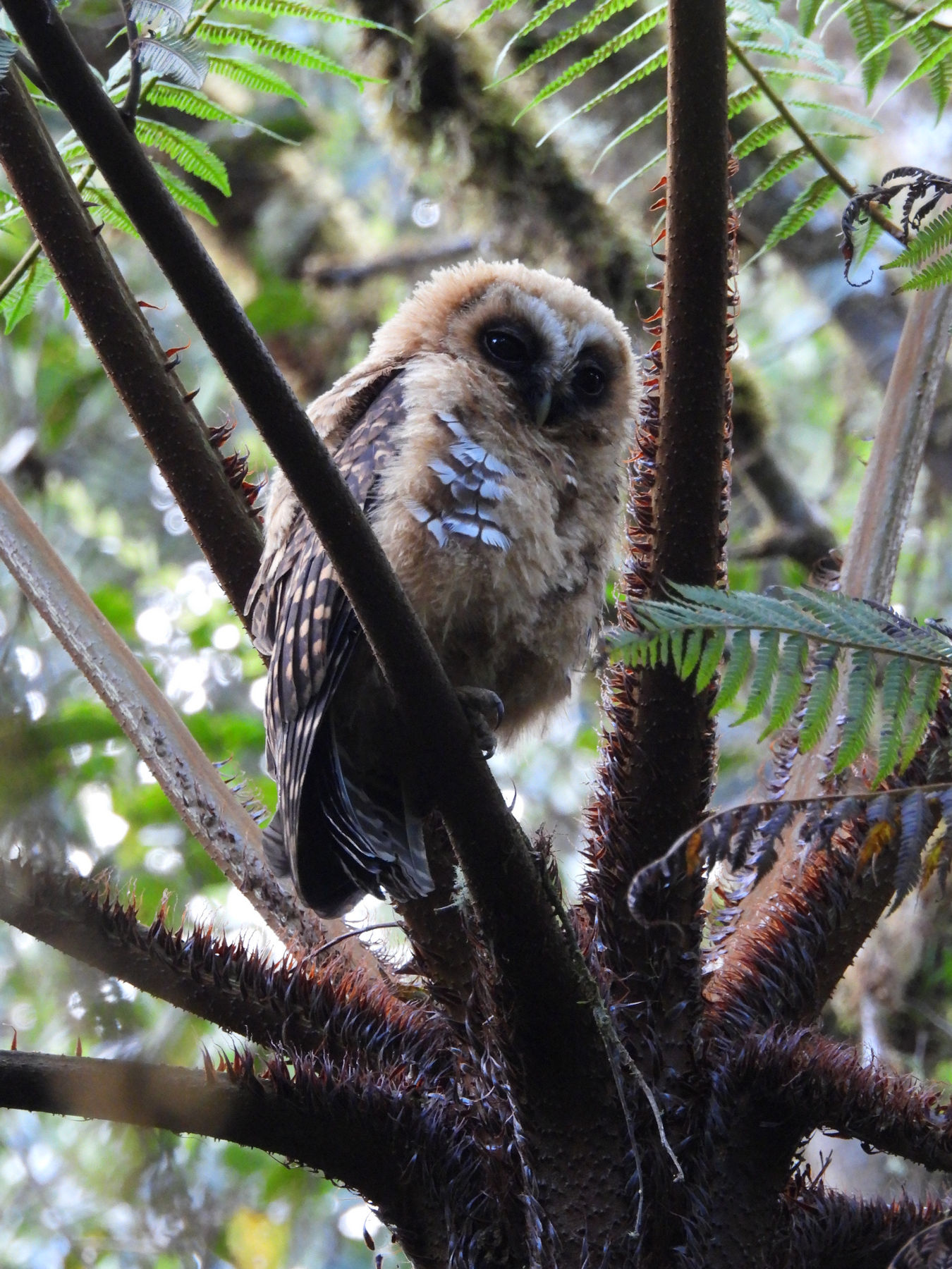 Bird Guides of the World: Luis García Cuartas, Colombia - 10,000 Birds