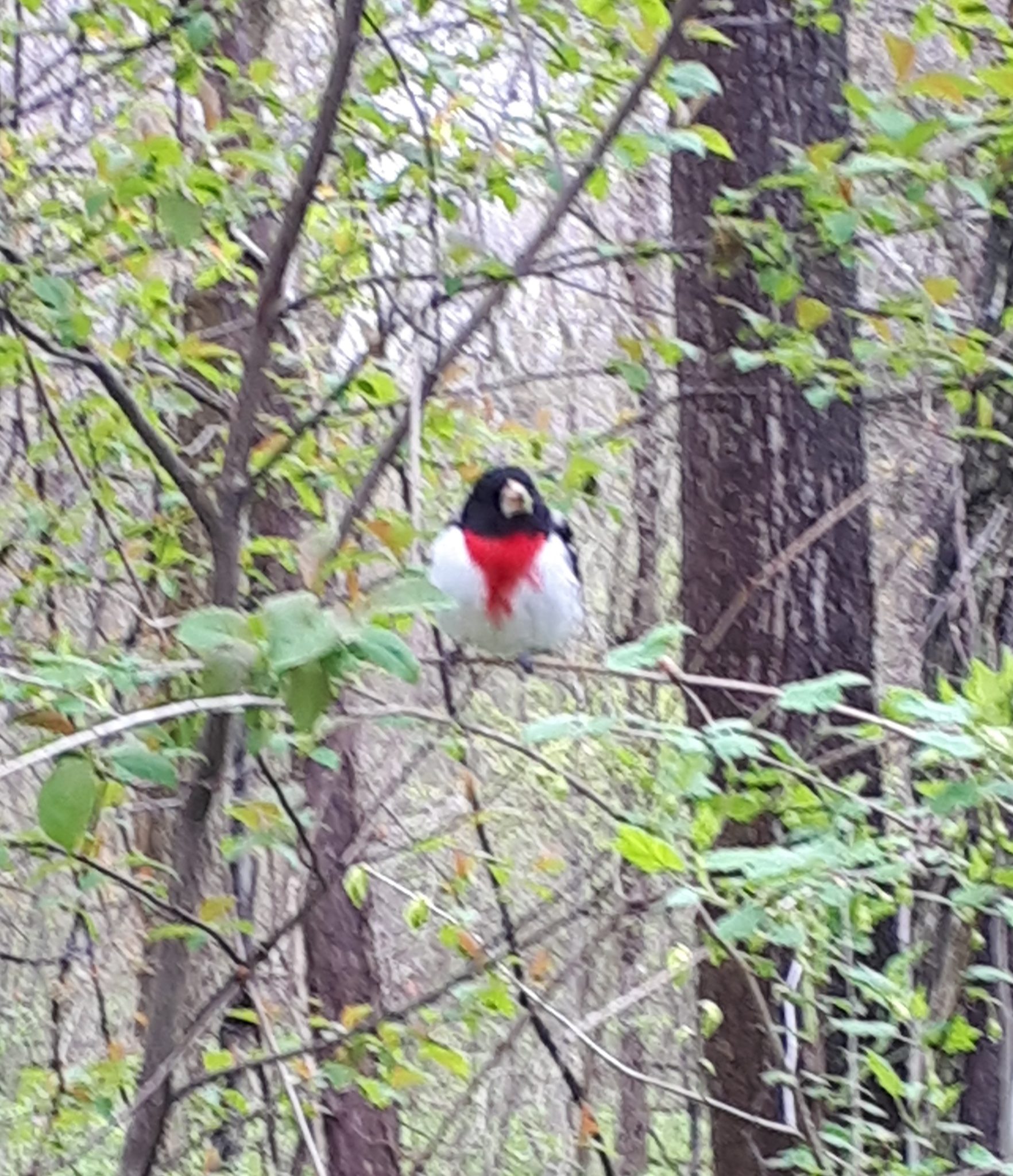 My 10 Favourite Ontario Birds - 10,000 Birds