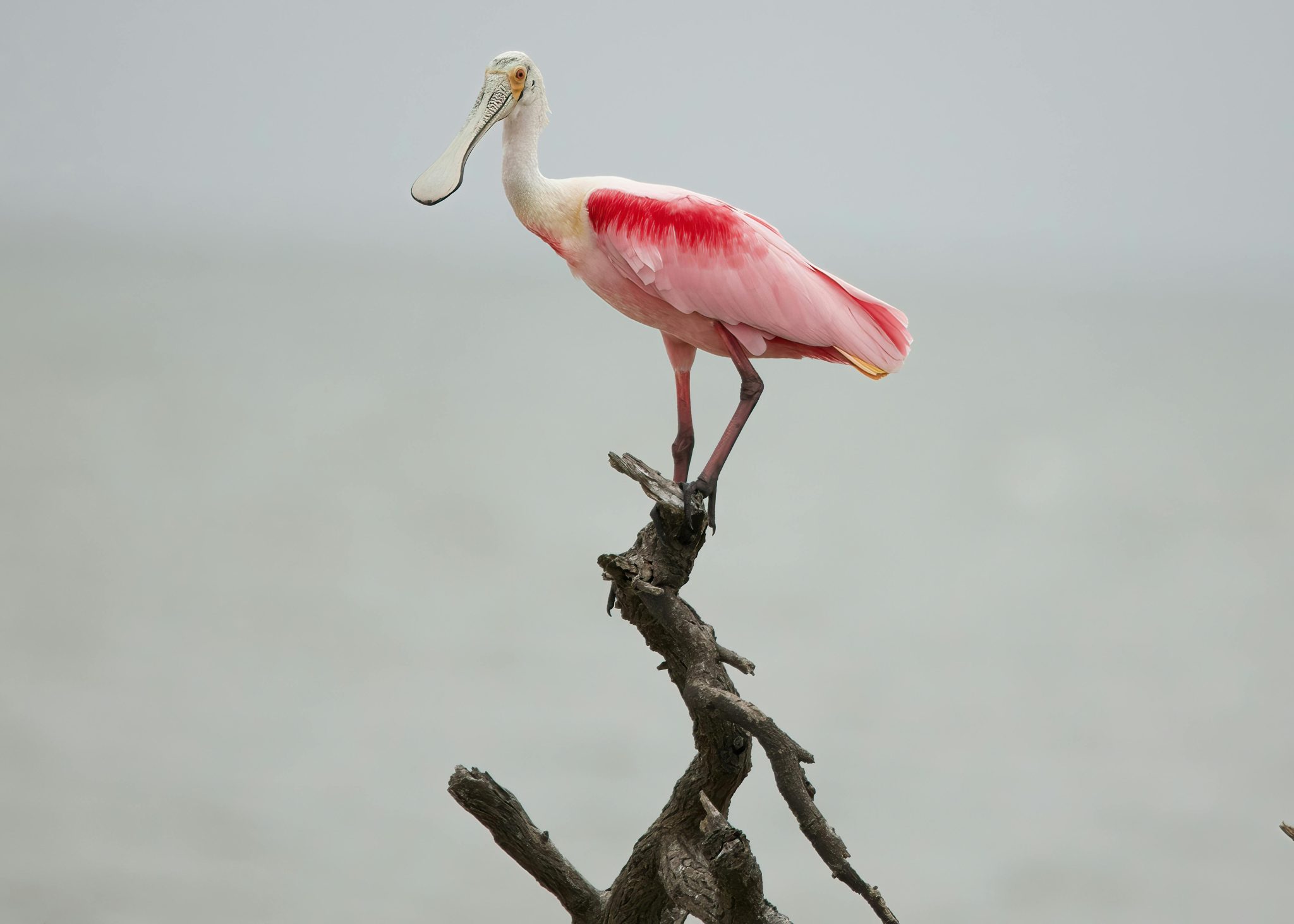 My 10 Favourite Southwest Florida Birds - 10,000 Birds