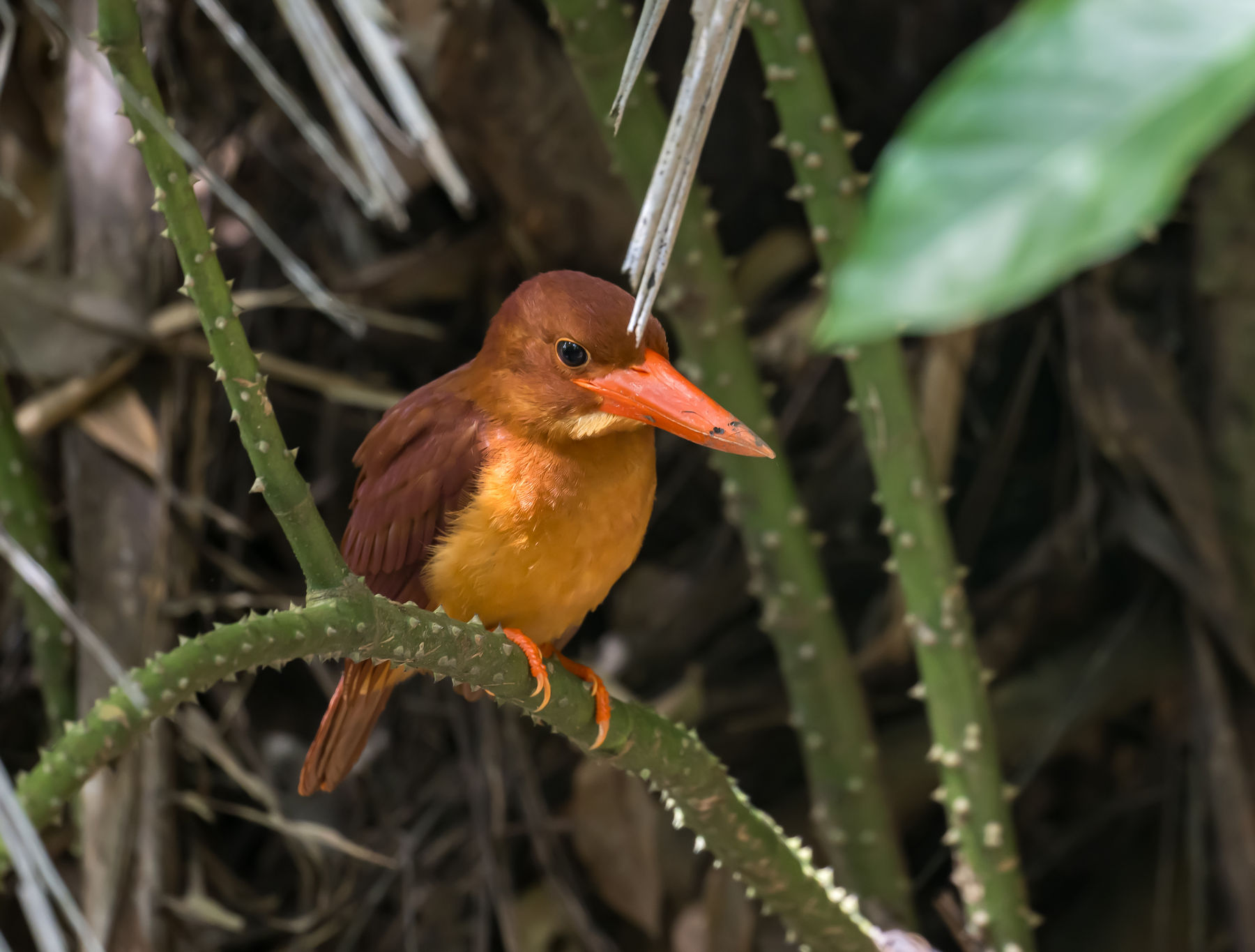 Kingfishers of Tangkoko, Sulawesi - 10,000 Birds