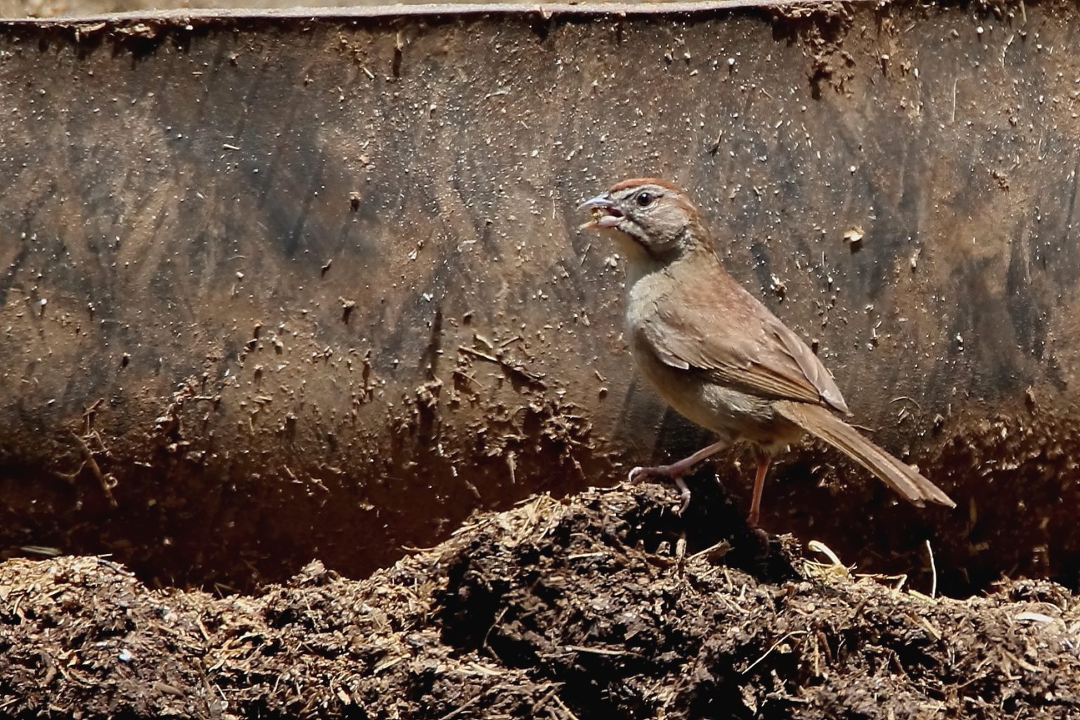A Few Good Birds - 10,000 Birds