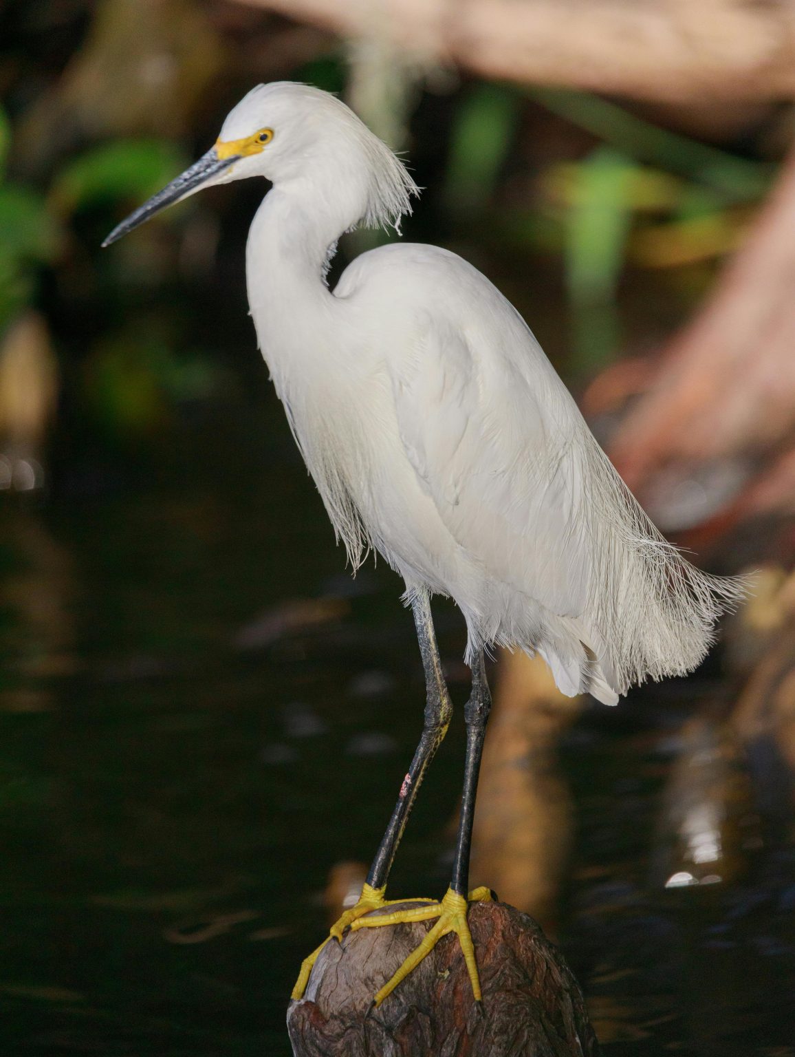 My 10 Favourite Southwest Florida Birds - 10,000 Birds