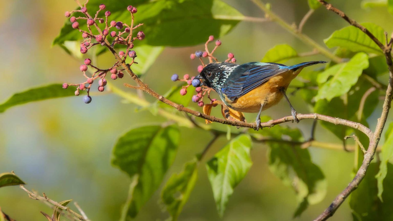 My 7 Favourite Birds in the Americas and Caribbean Region