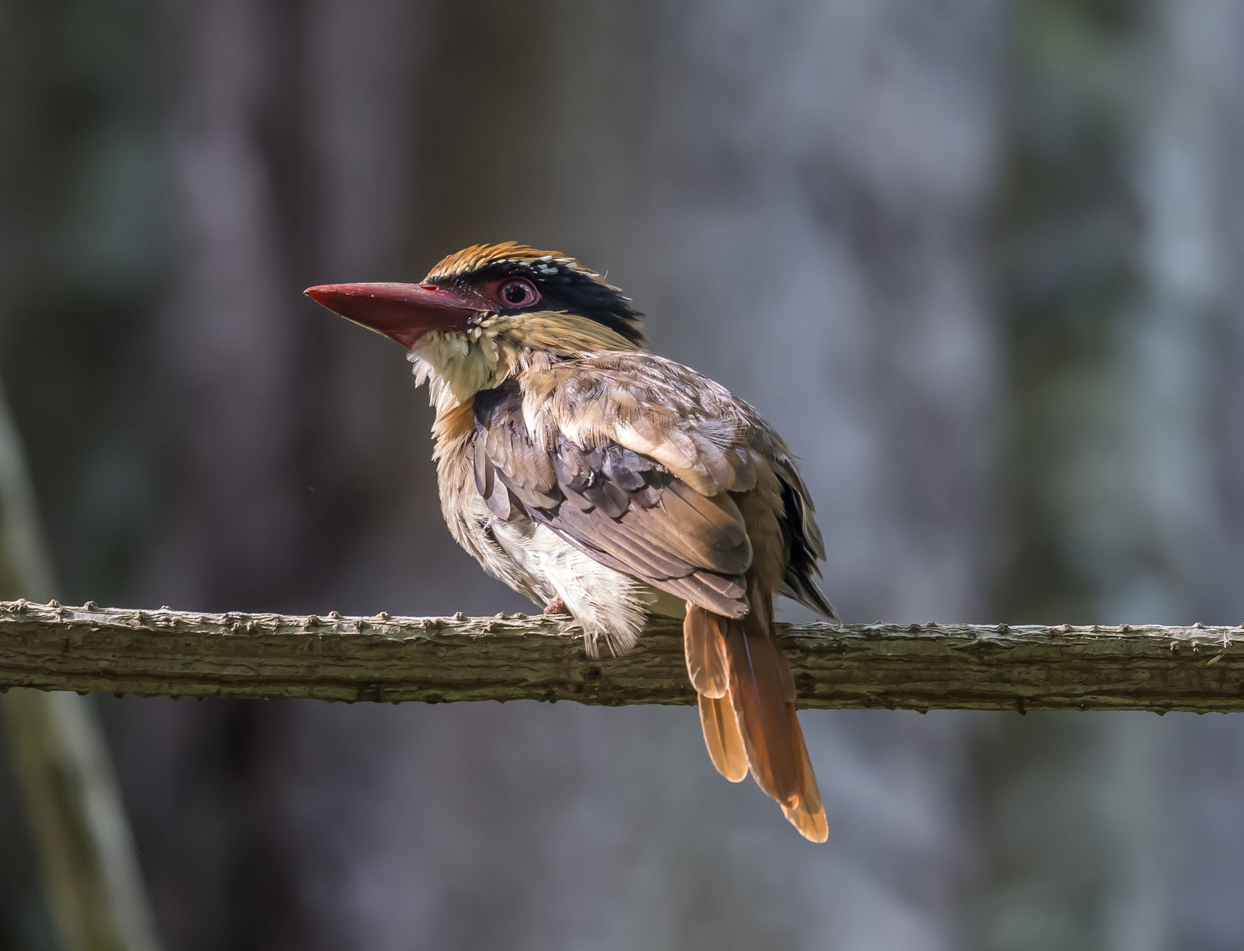Kingfishers of Tangkoko, Sulawesi - 10,000 Birds