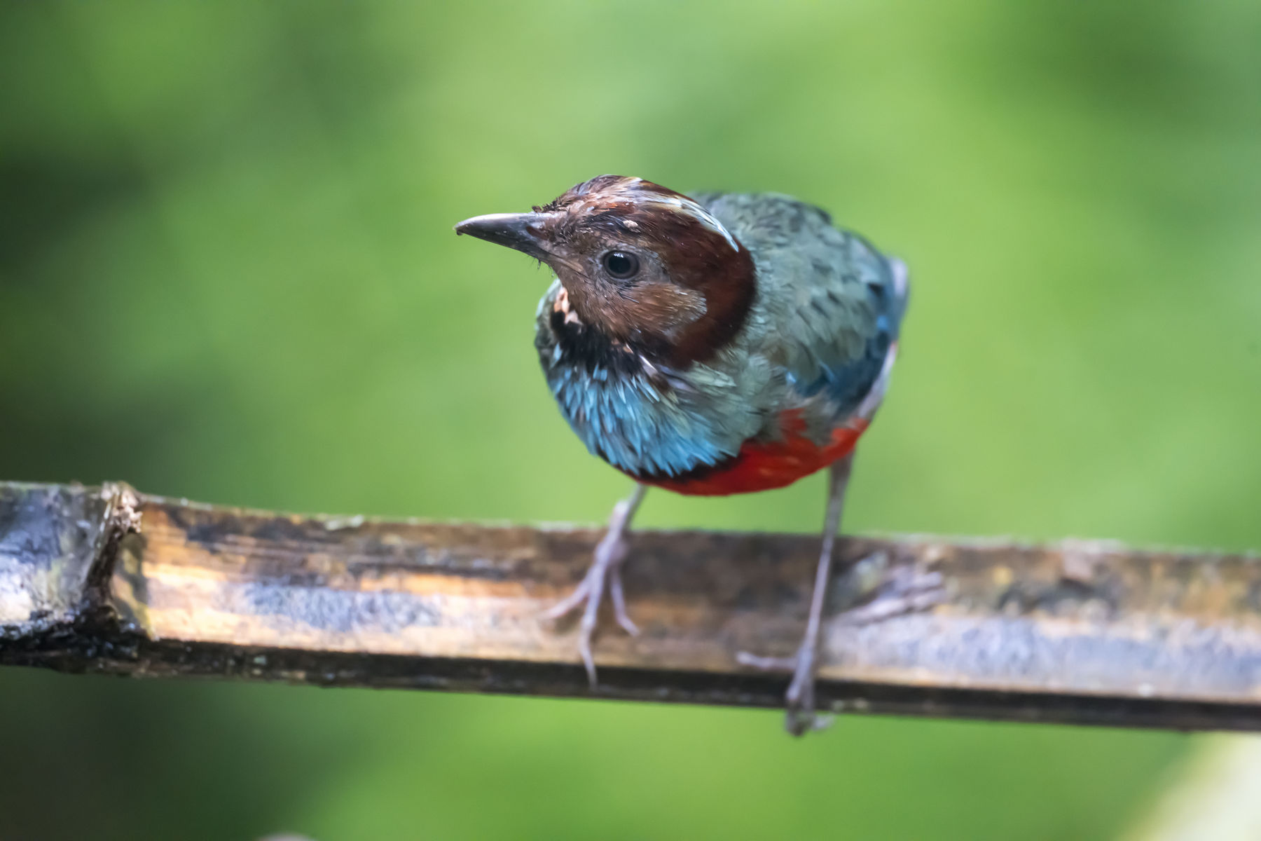 Species Spotlight: The Sulawesi Pitta - 10,000 Birds
