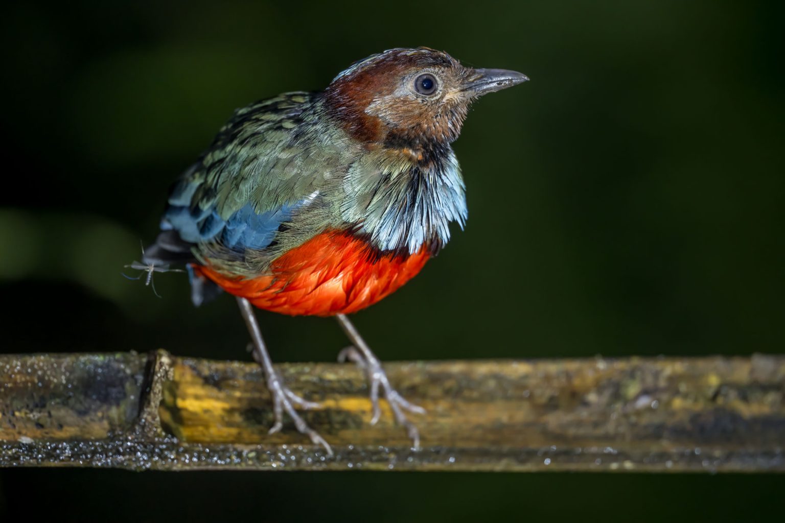 Species Spotlight: The Sulawesi Pitta - 10,000 Birds