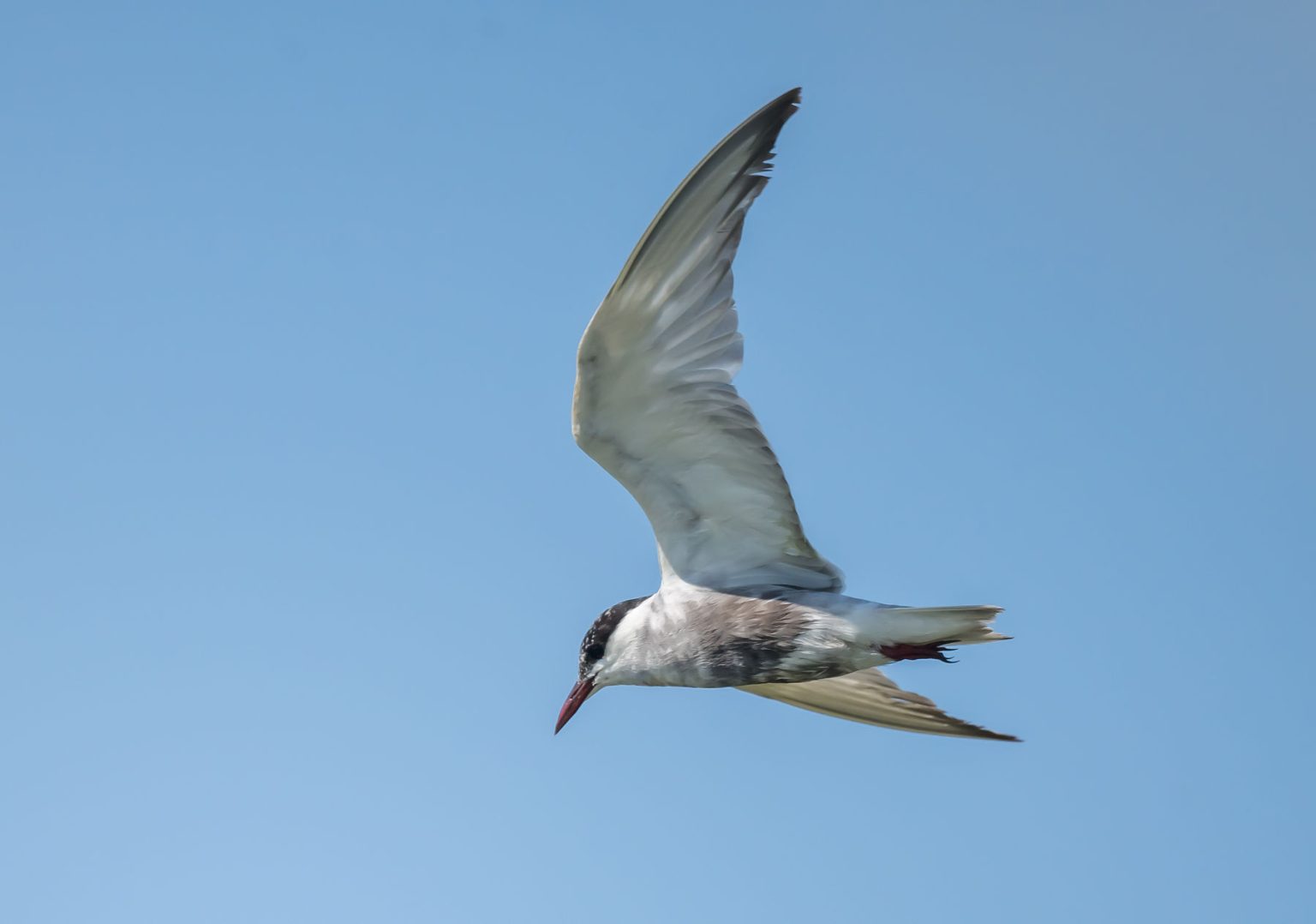 Birding Shanghai in August 2024 - 10,000 Birds