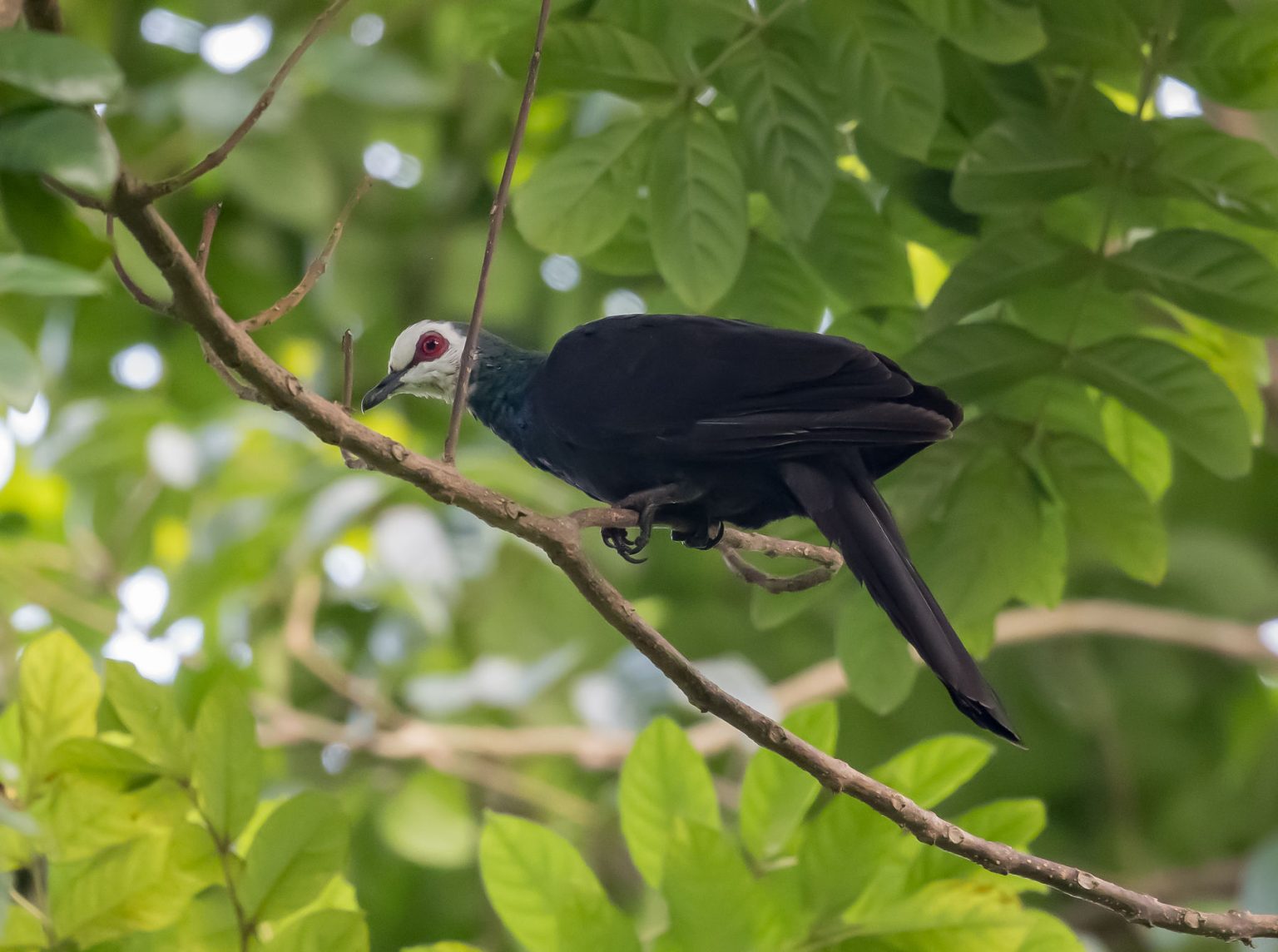 Some Pigeons of Sulawesi and Halmahera - 10,000 Birds