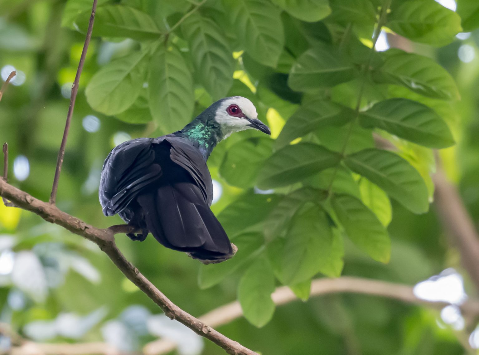 Some Pigeons of Sulawesi and Halmahera - 10,000 Birds