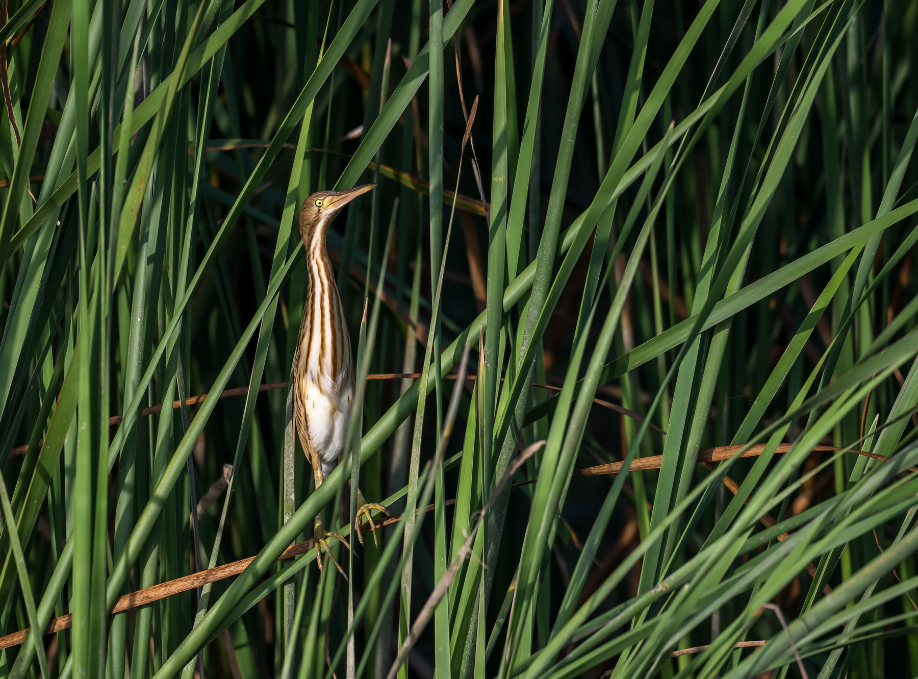 Birding Shanghai in August 2024 - 10,000 Birds