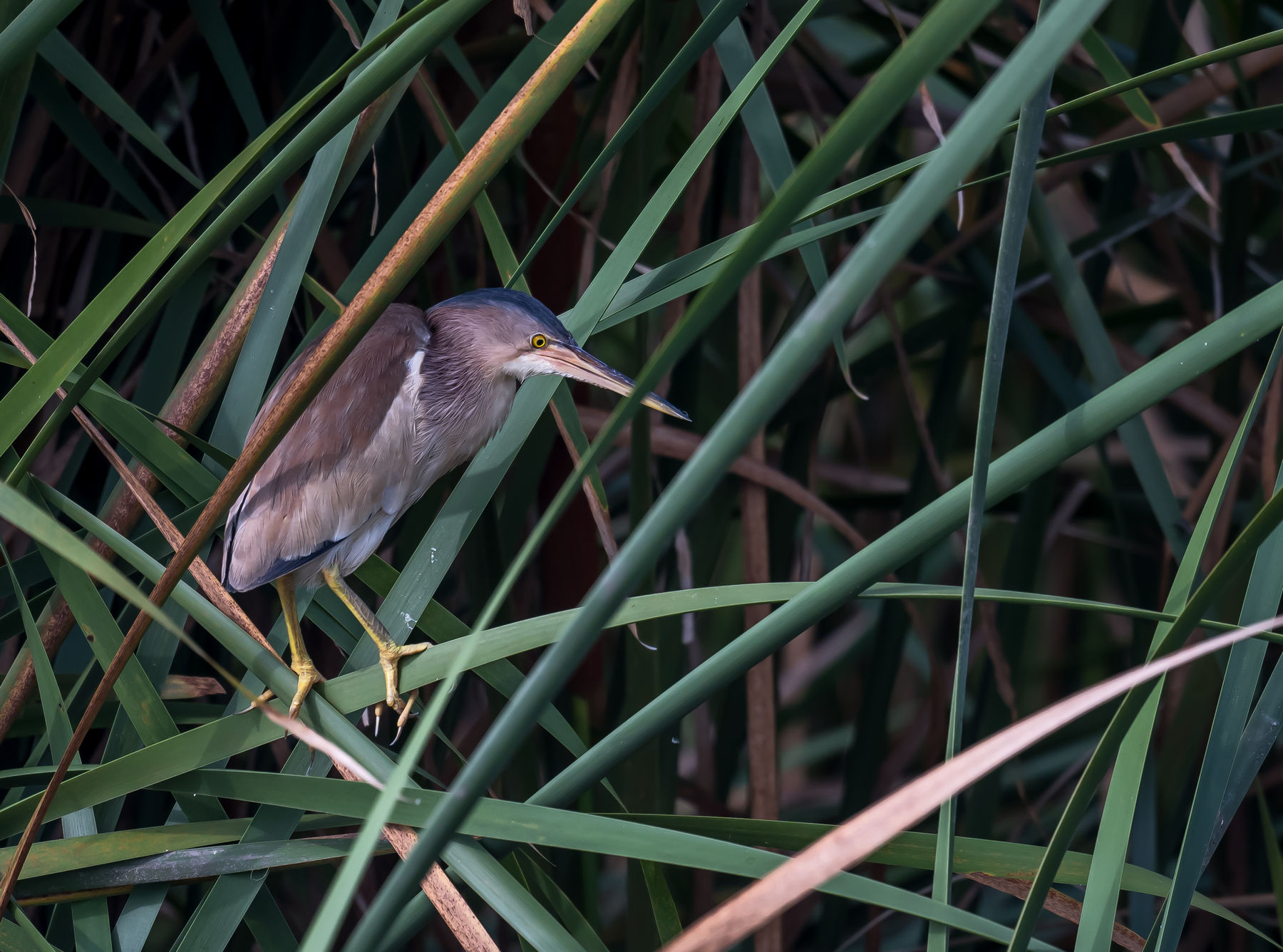 Birding Shanghai in August 2024 - 10,000 Birds