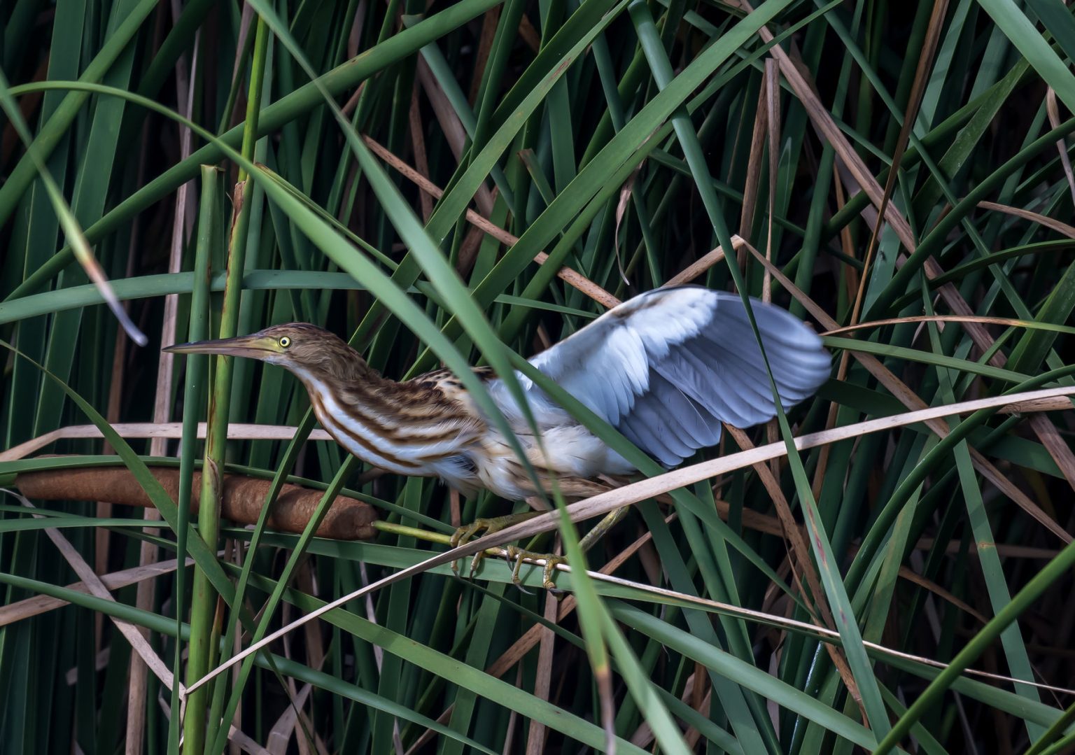 Birding Shanghai in August 2024 - 10,000 Birds