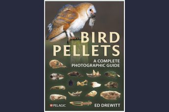 Bird Pellets: A Complete Photographic Guide–A Book Review - 10,000 Birds