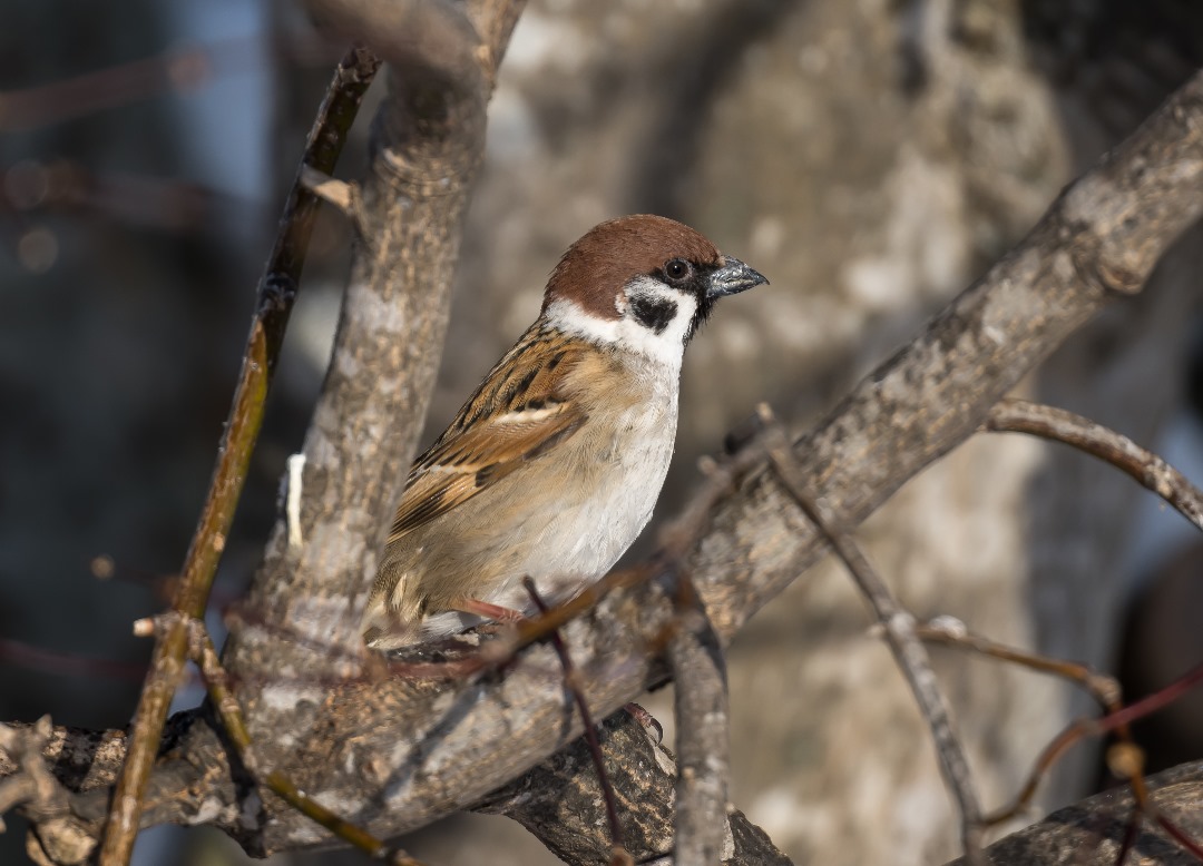Why I love sparrows - 10,000 Birds