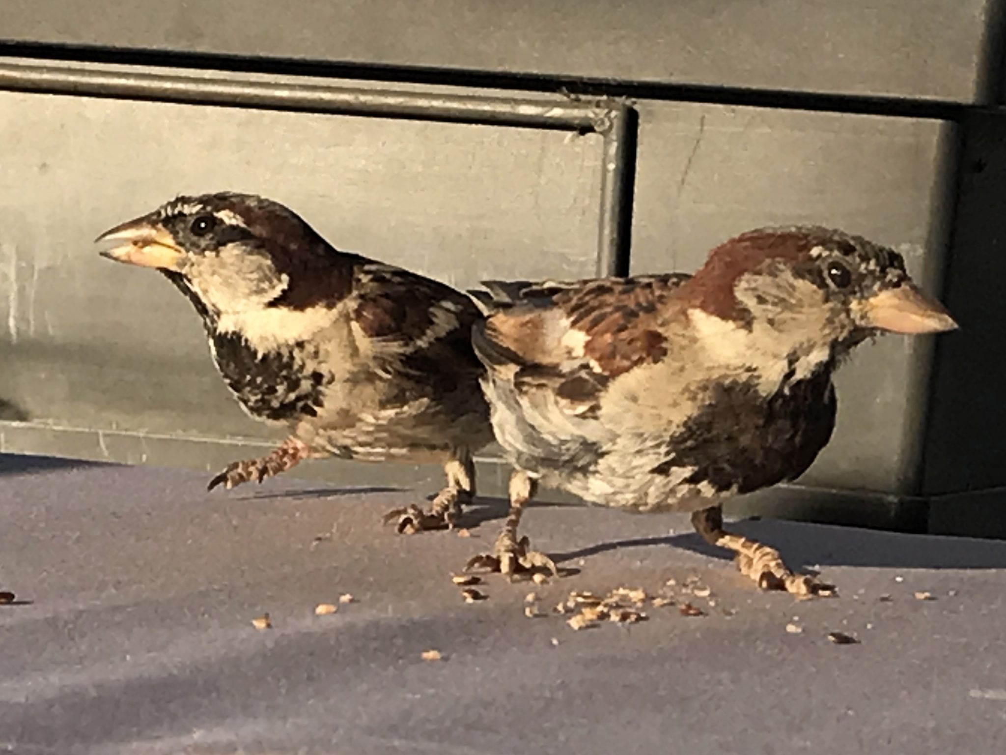 Why I love sparrows - 10,000 Birds