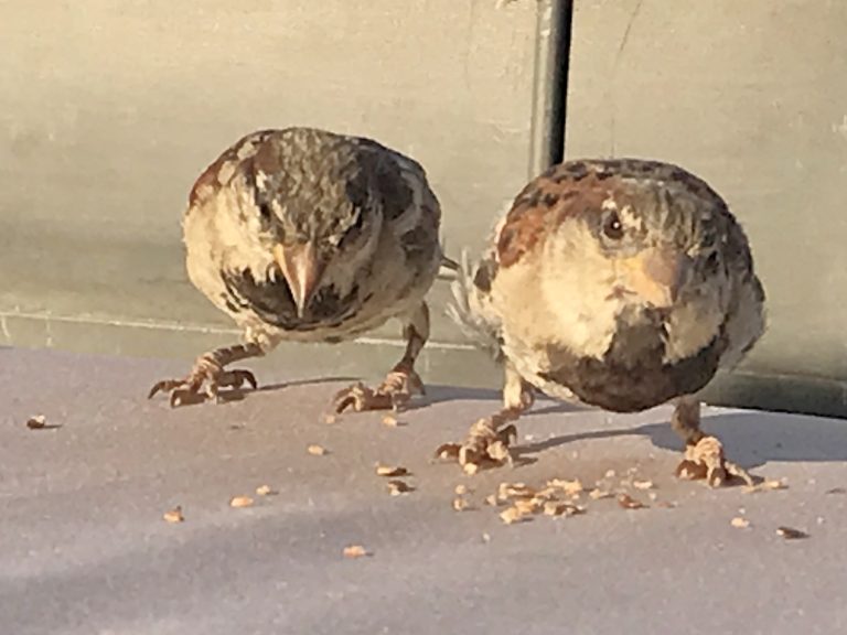 Why I love sparrows - 10,000 Birds