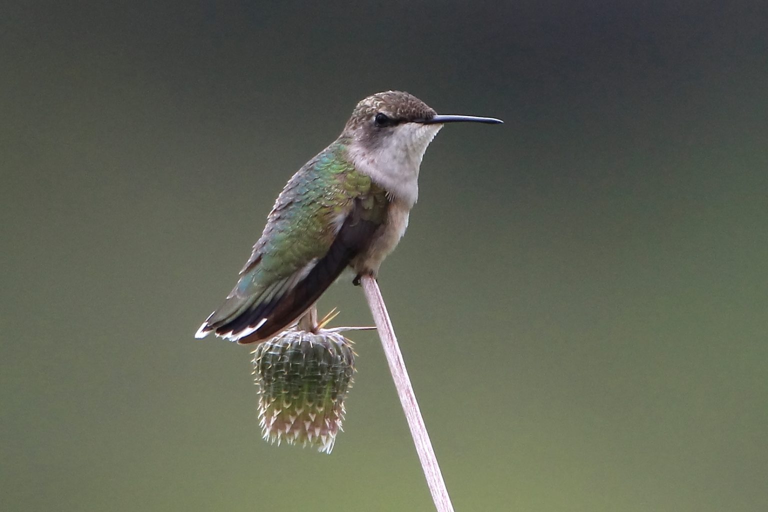 Seven Hectares of Heaven - 10,000 Birds